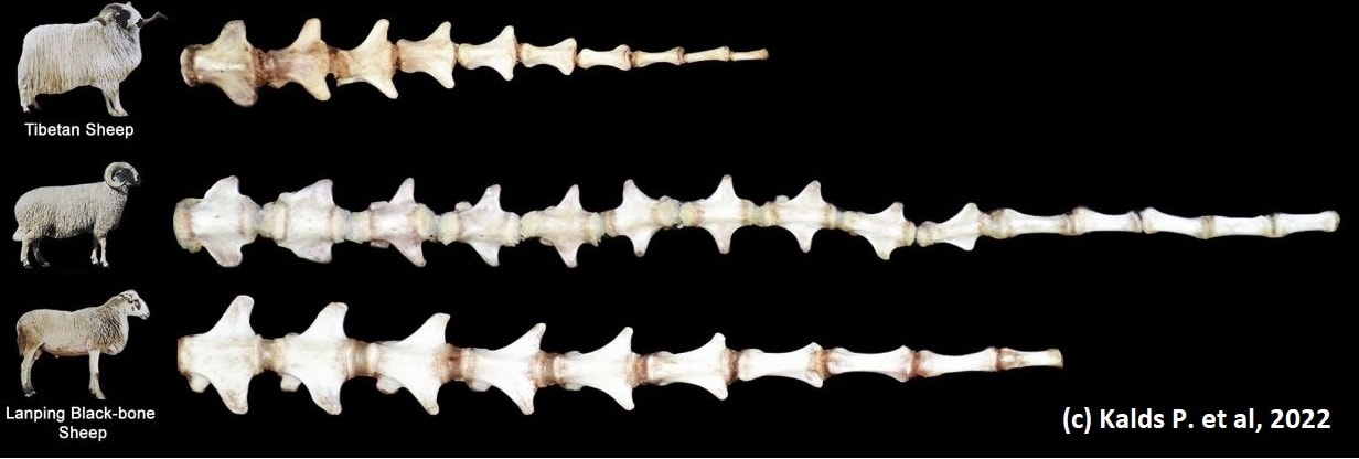 When Will We See The First Breed Of Short Tail, Fine Wool Sheep?